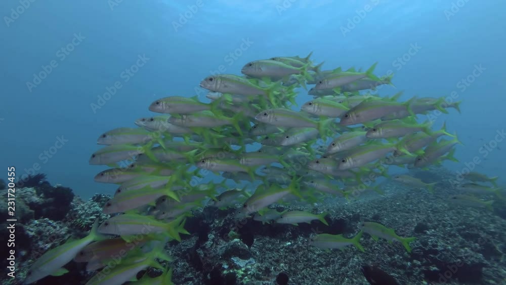 Large school of yellow Goatfish slowly swim in the blue water over ...