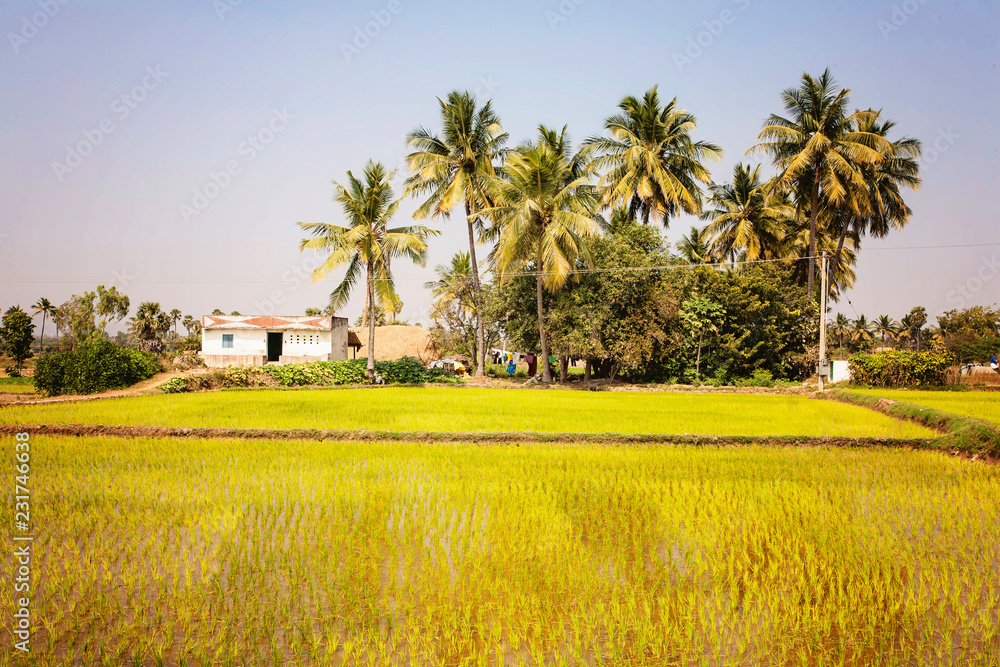 Rice Field In Kerala Wallpaper