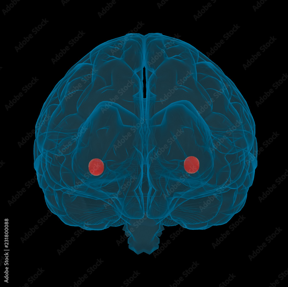 Medically illustration of the amygdaloid body. 3D render Stock ...
