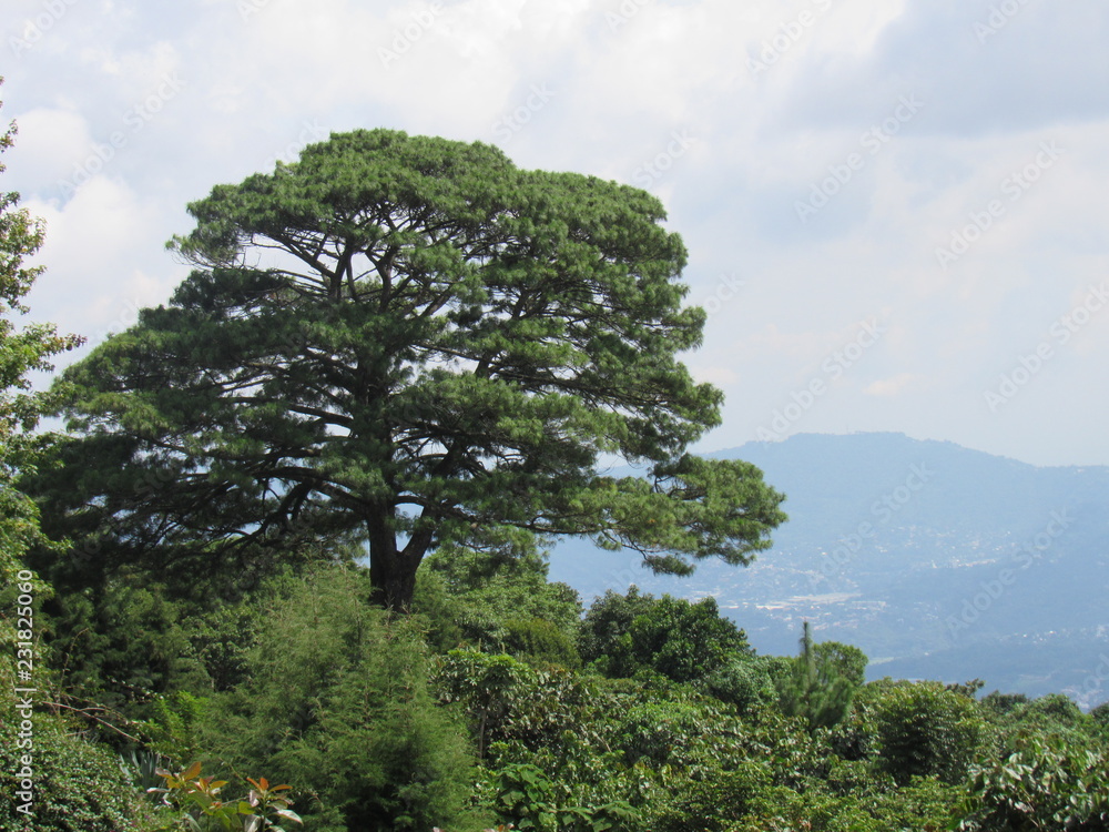 PARQUE EL BOQUERON, VOLCAN SAN SALVADOR, EL SALVADOR Stock Photo ...