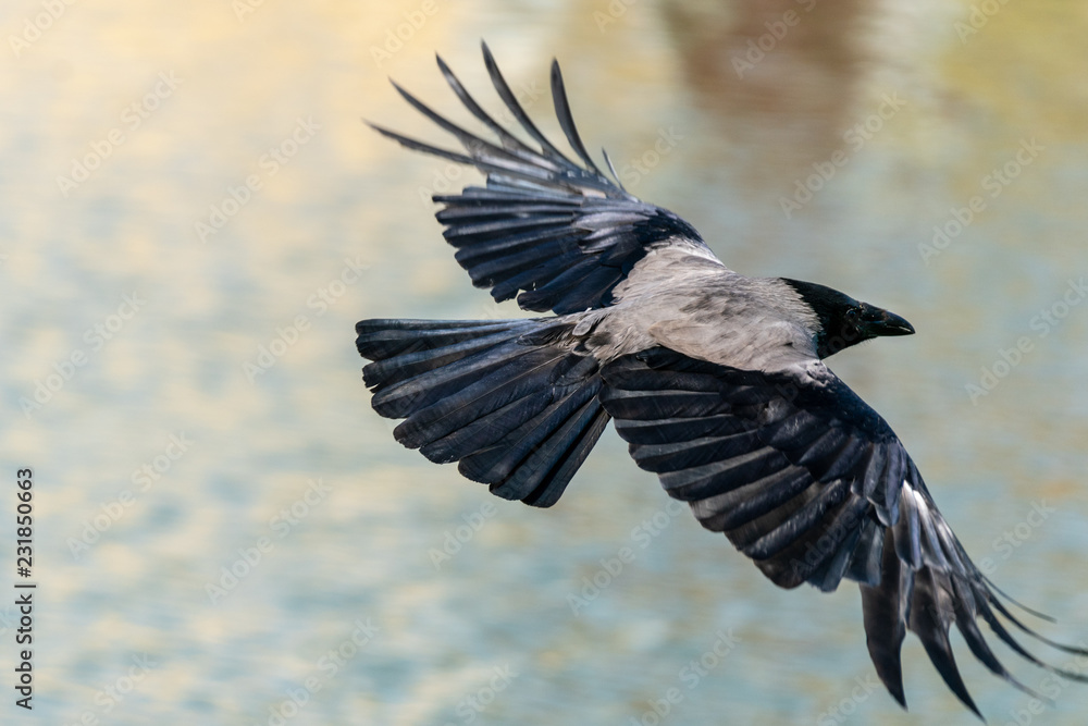 Crow Wings Spread