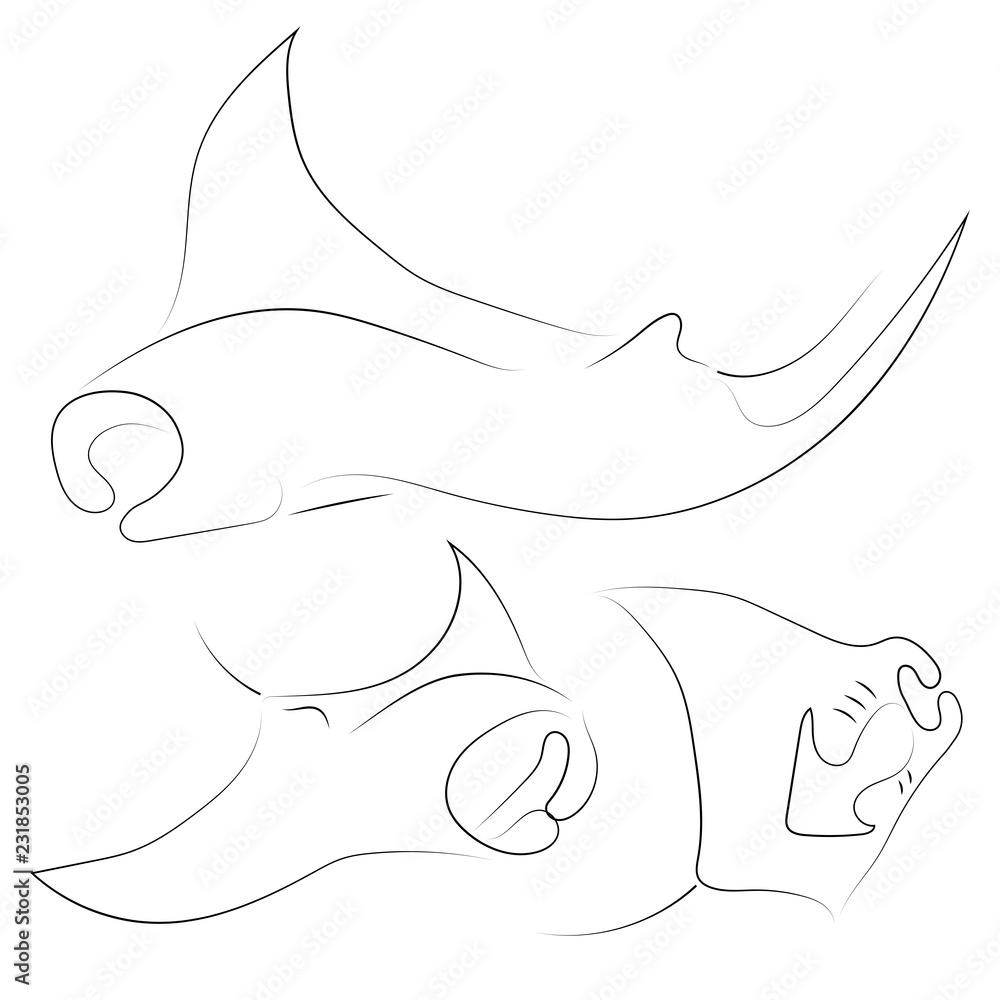 Black line manta on white background. Hand drawing vector graphic fish ...