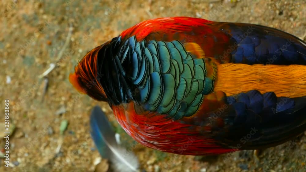 Magnificent elegant male of Chinese Red Golden pheasant, Chrysolophus ...