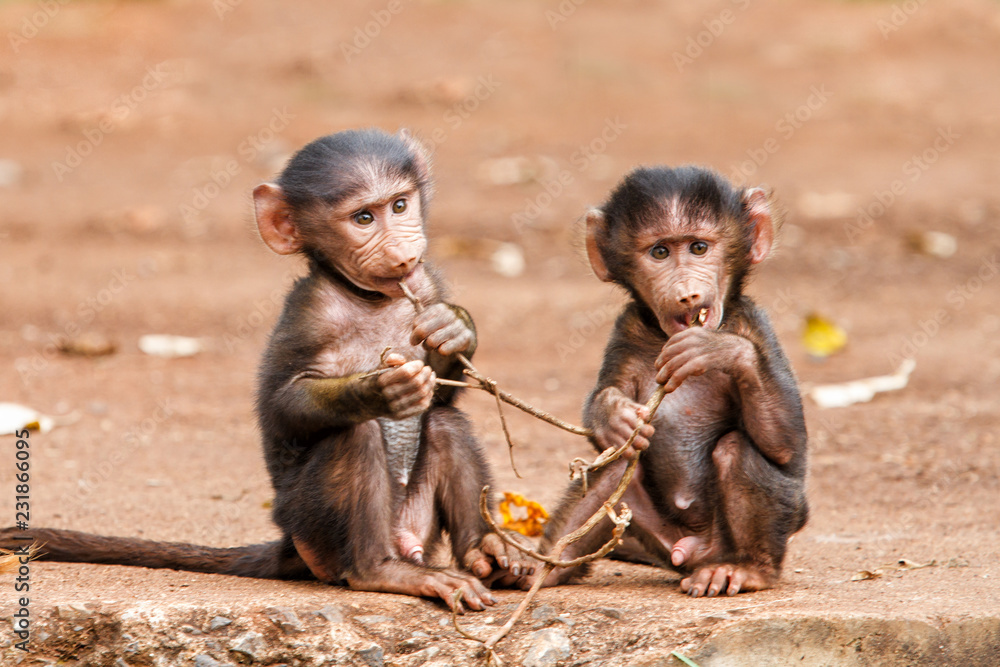 Baby Baboons playing on the edge of the Ngorongoro Crater in Tanzania ...