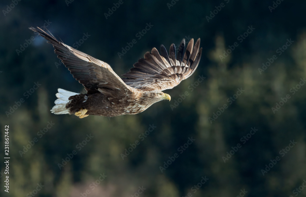 Adult White-tailed eagle in flight. Mountain background. Scientific ...