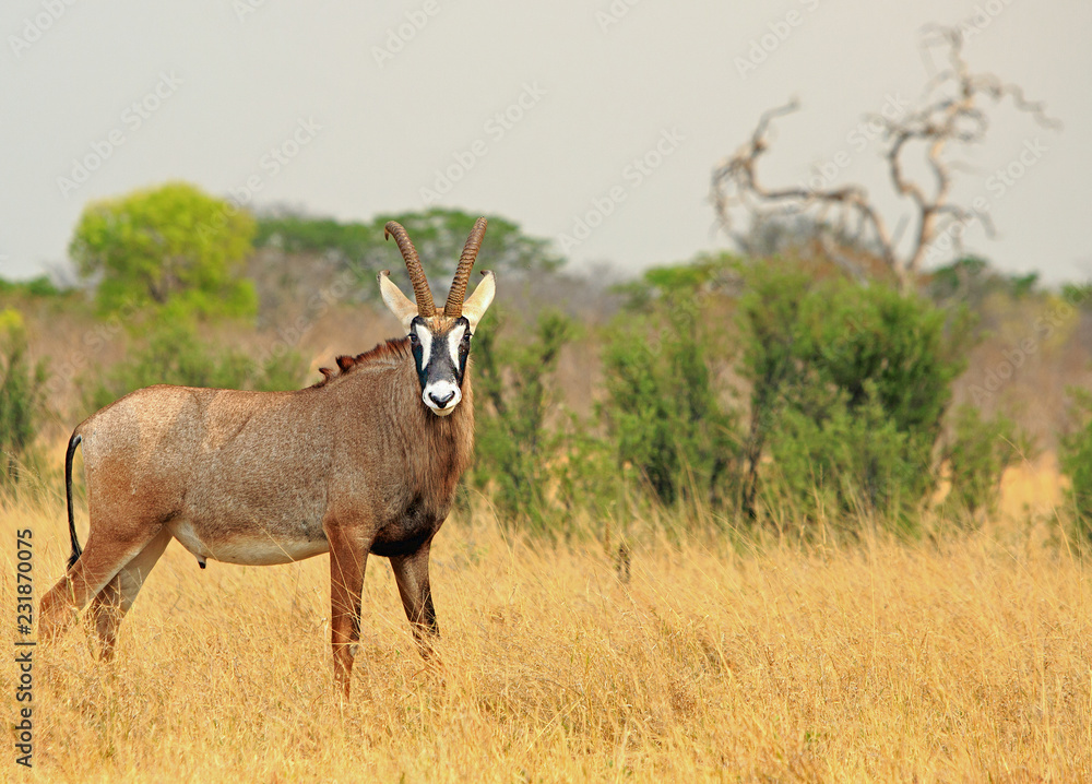 Roan Antelope - Hippotragus equinus - standing looking diretly into ...
