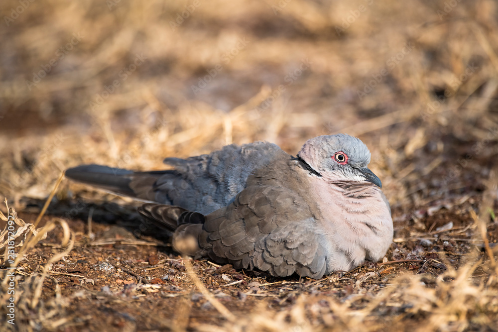 African Mourning Dove Stock Photo | Adobe Stock