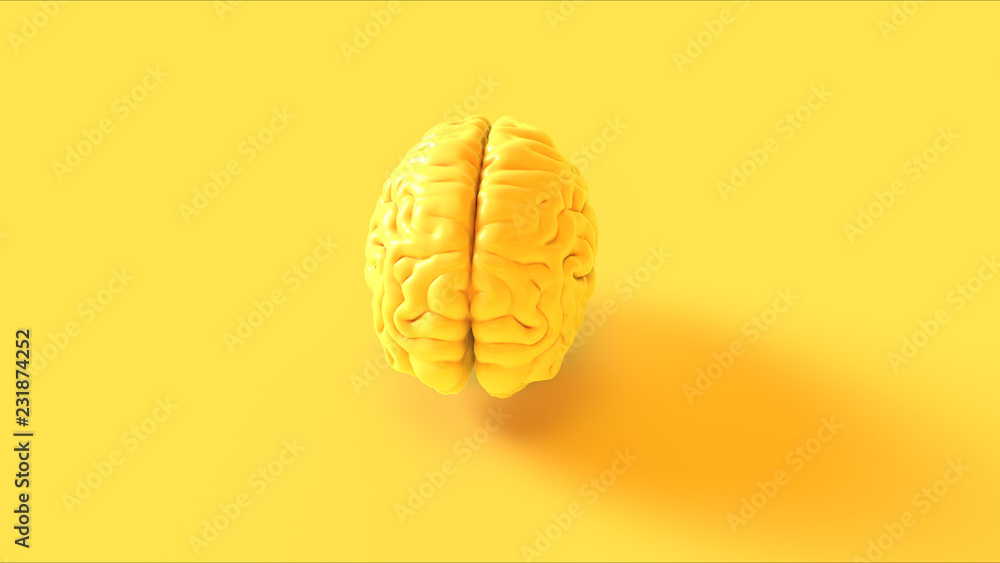 Yellow Human brain Anatomical Model 3d illustration 3d rendering Stock ...