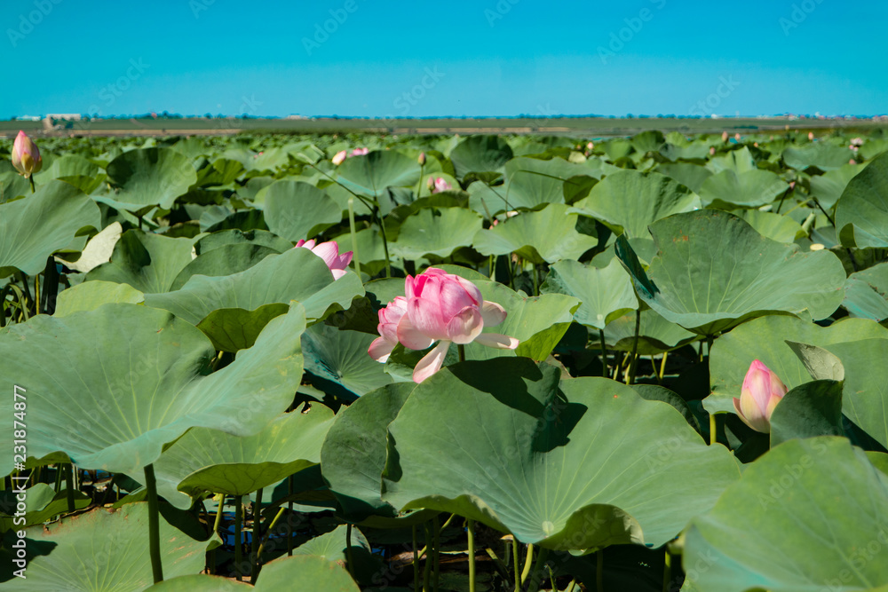Beautiful light pink Indian Lotus flower in the natural conditions of ...