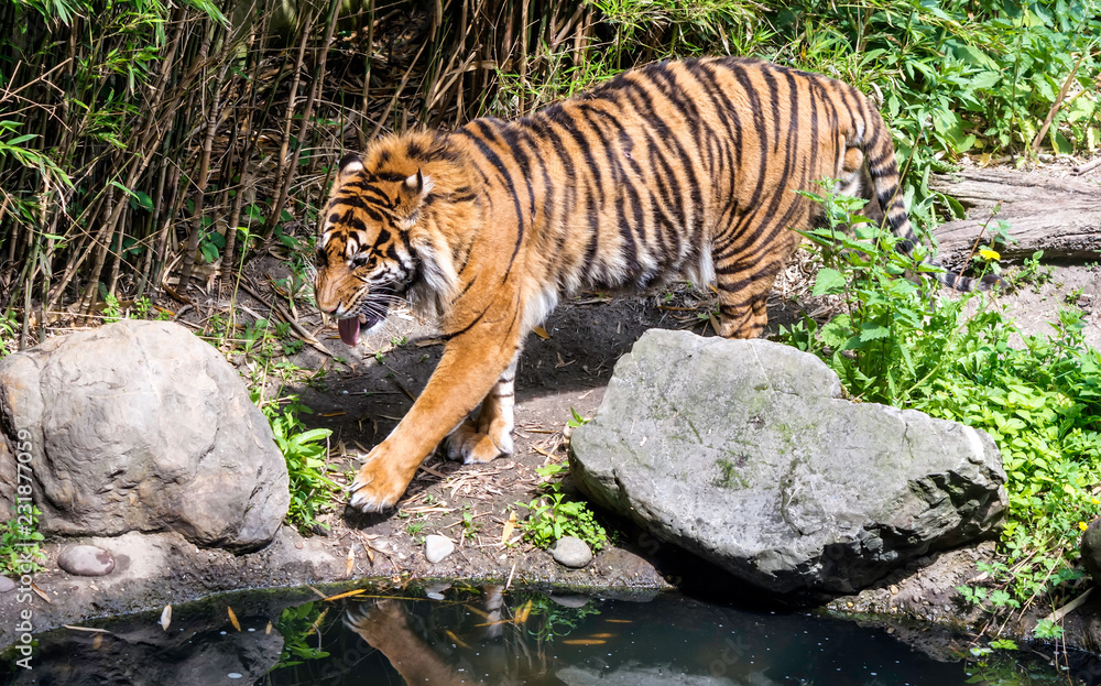 Sumatran tiger (Panthera tigris sondaica) walking by the pond with its ...