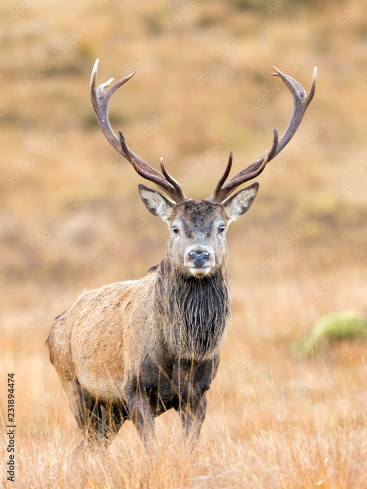 Scottish Deer