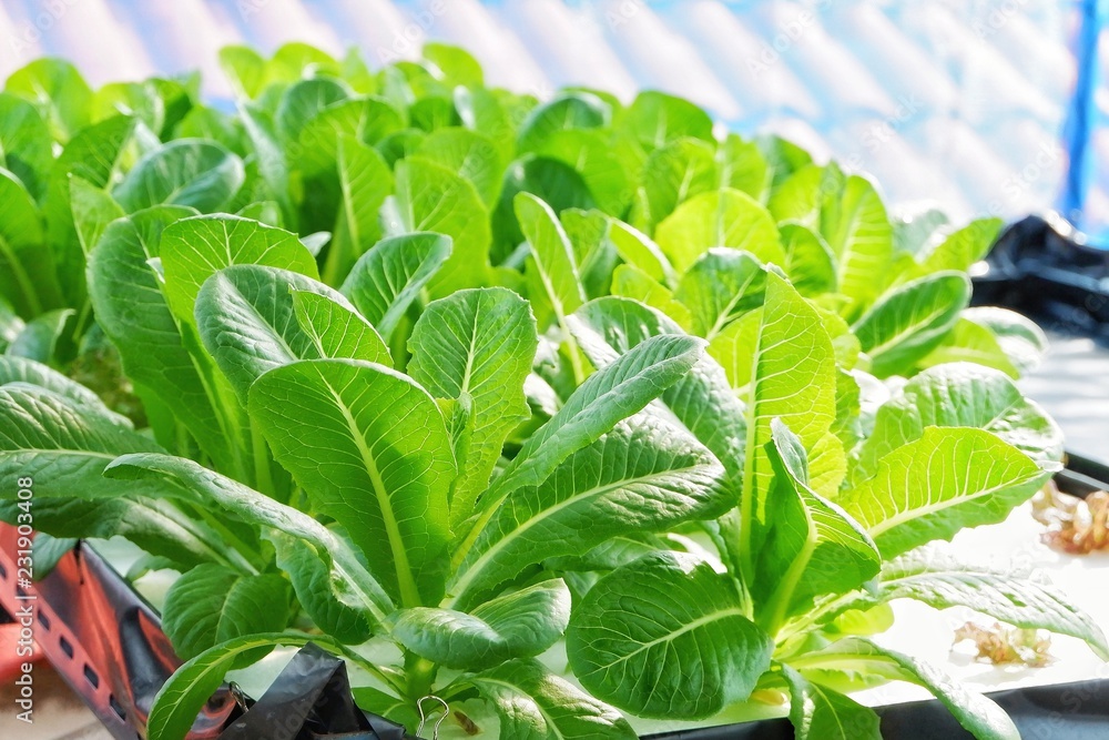 Foto de Green cos lettuce are growing on the foam which floating on the ...