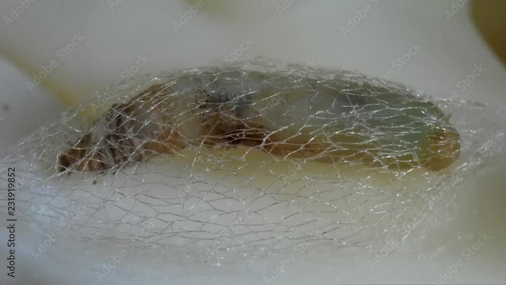 A tiny 6 mm insect pupa encapsulated within a delicate cocoon is ...
