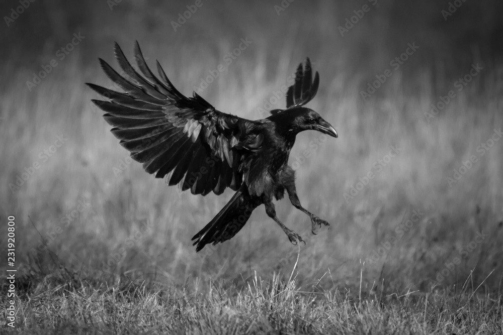 Scary Raven