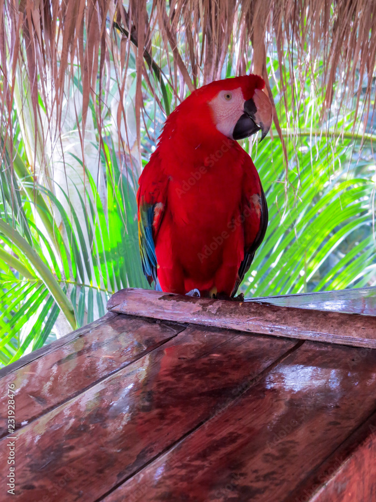Dominican Macaw