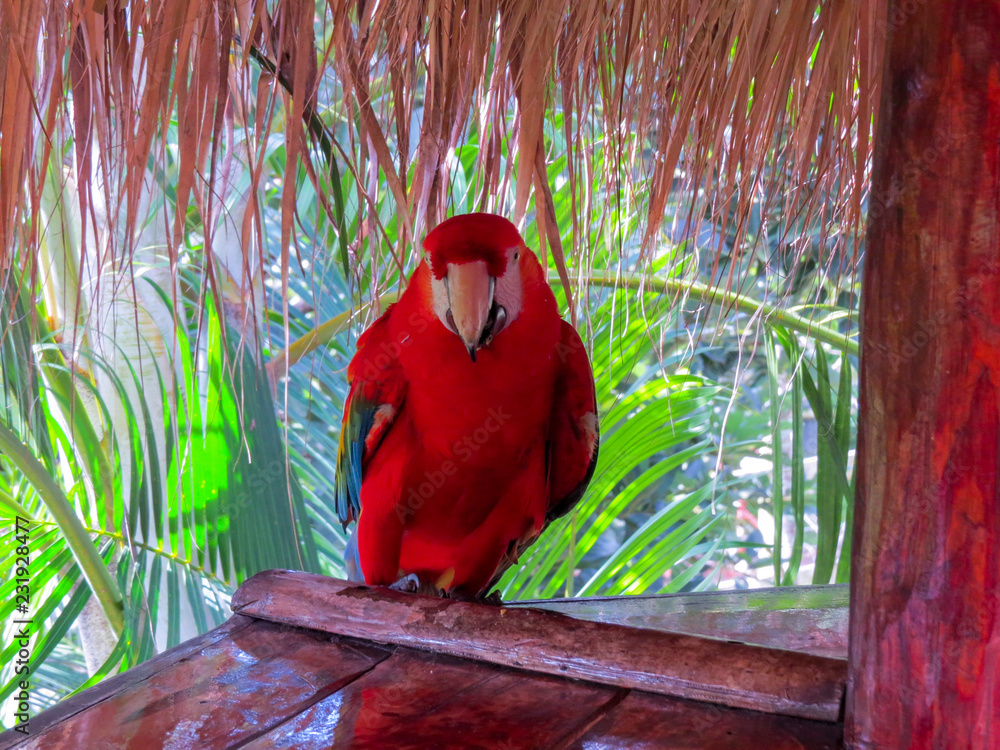Dominican Macaw
