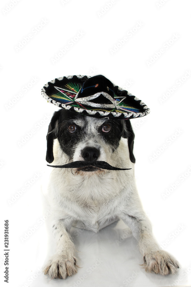 Dogs Wearing Mustaches