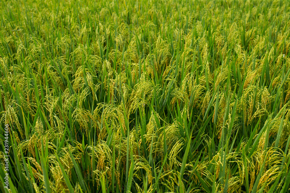 Rice paddy Stock Photo | Adobe Stock