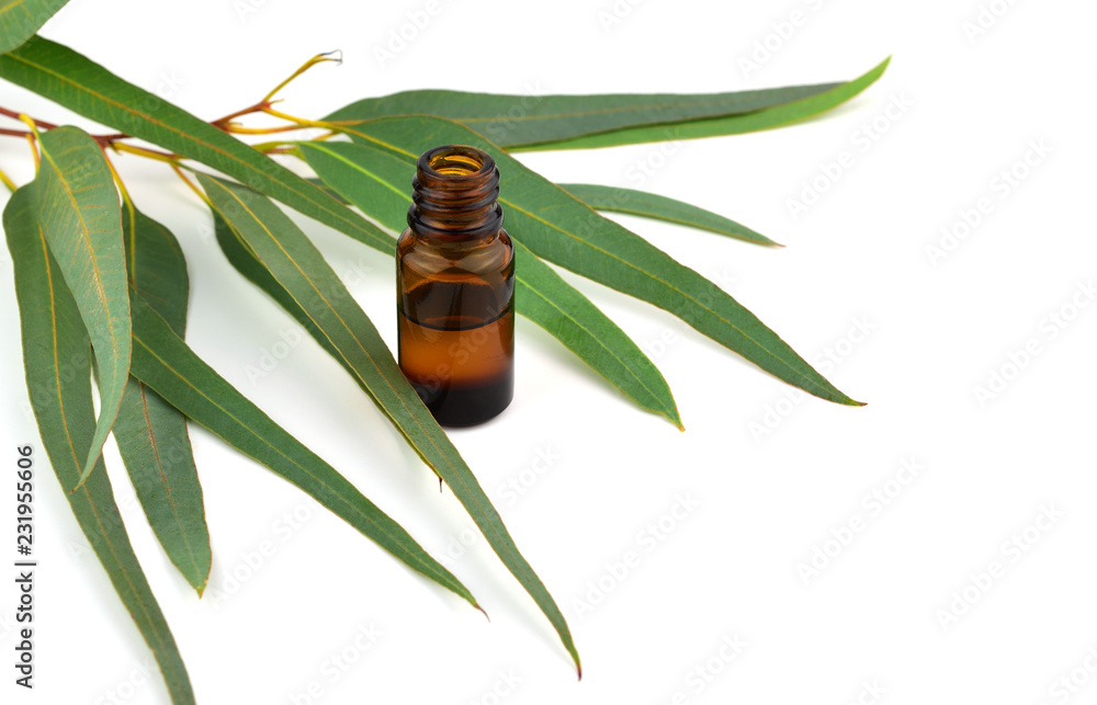 Eucalyptus (Blue Gum) Essential Extract Oil or Tincture with Stem and ...