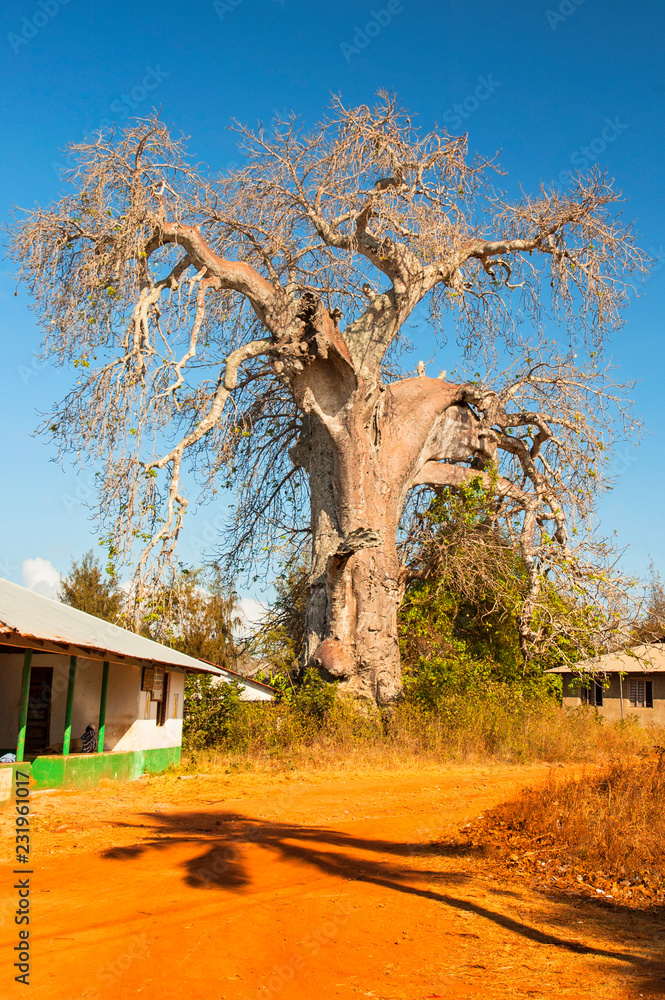 Adansonia digitata, the baobab, is the most widespread of the Adansonia ...
