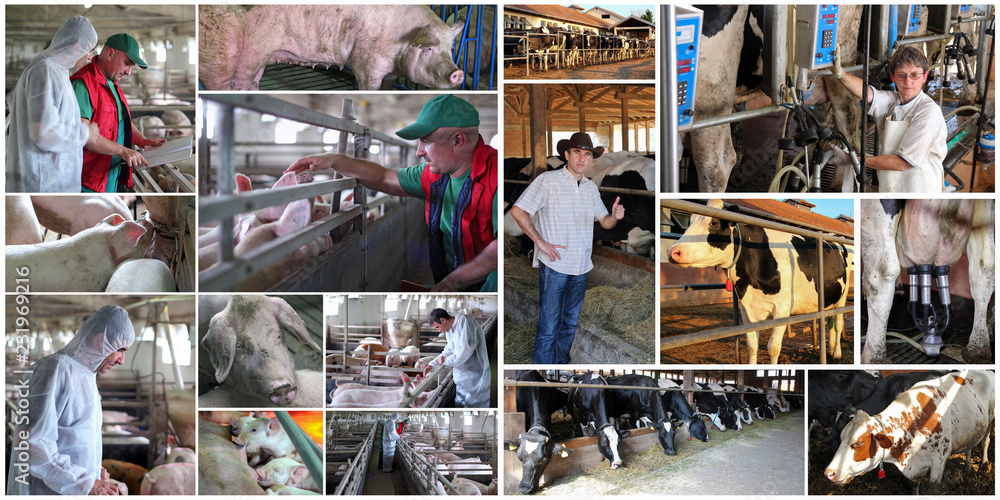 Pig and Cattle Farming - Farmers Working at Pig and Dairy Farm Stock ...