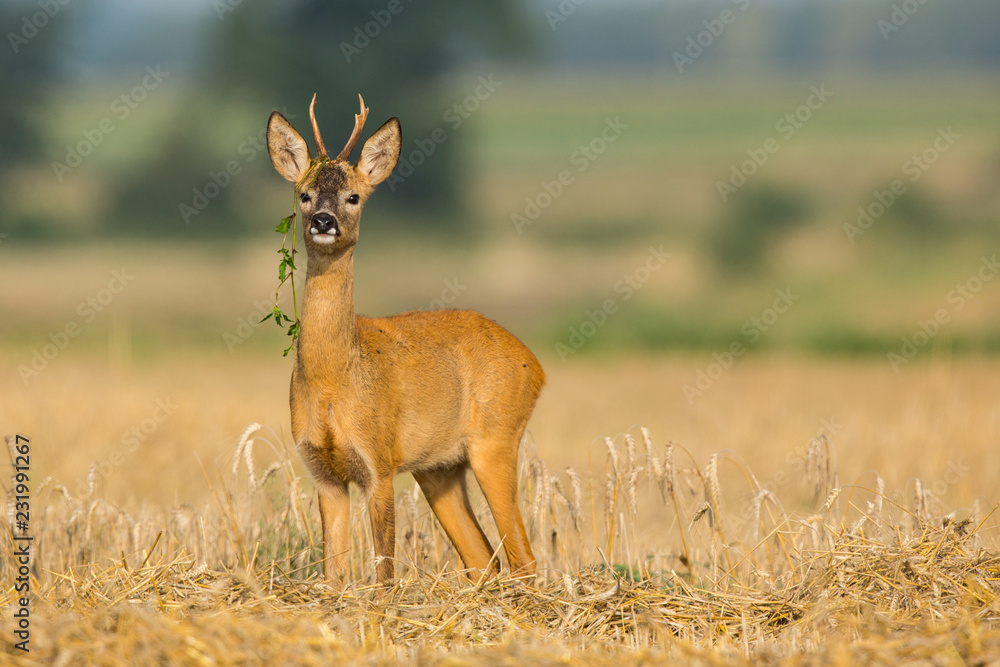 Roebuck - buck (Capreolus capreolus) Roe deer - goat Stock Photo ...
