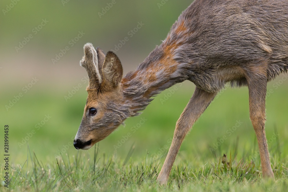 Foto de Roebuck - buck (Capreolus capreolus) Roe deer - goat do Stock ...