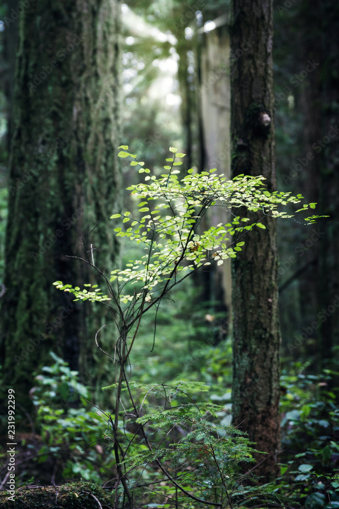Young sapling stretches upwards amongst the large tall trees in the ...