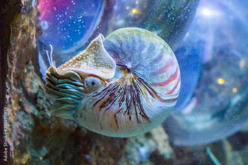 beautiful nautilus squid animal marine life portrait of a rare exotic ...