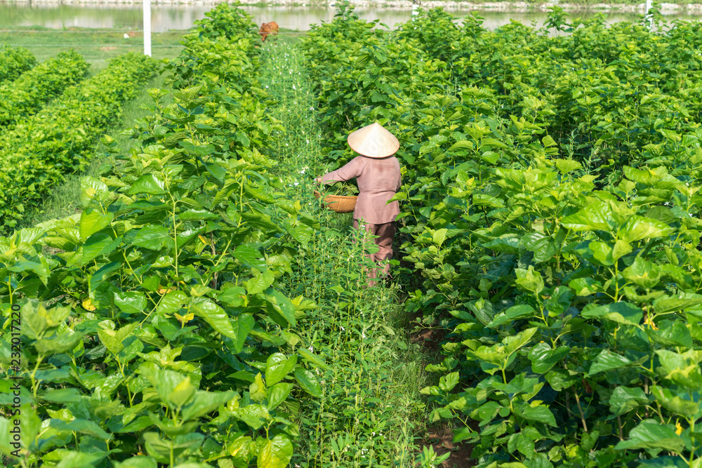Mulberry tree in the garden, with Vietnamese woman picking leaf ...