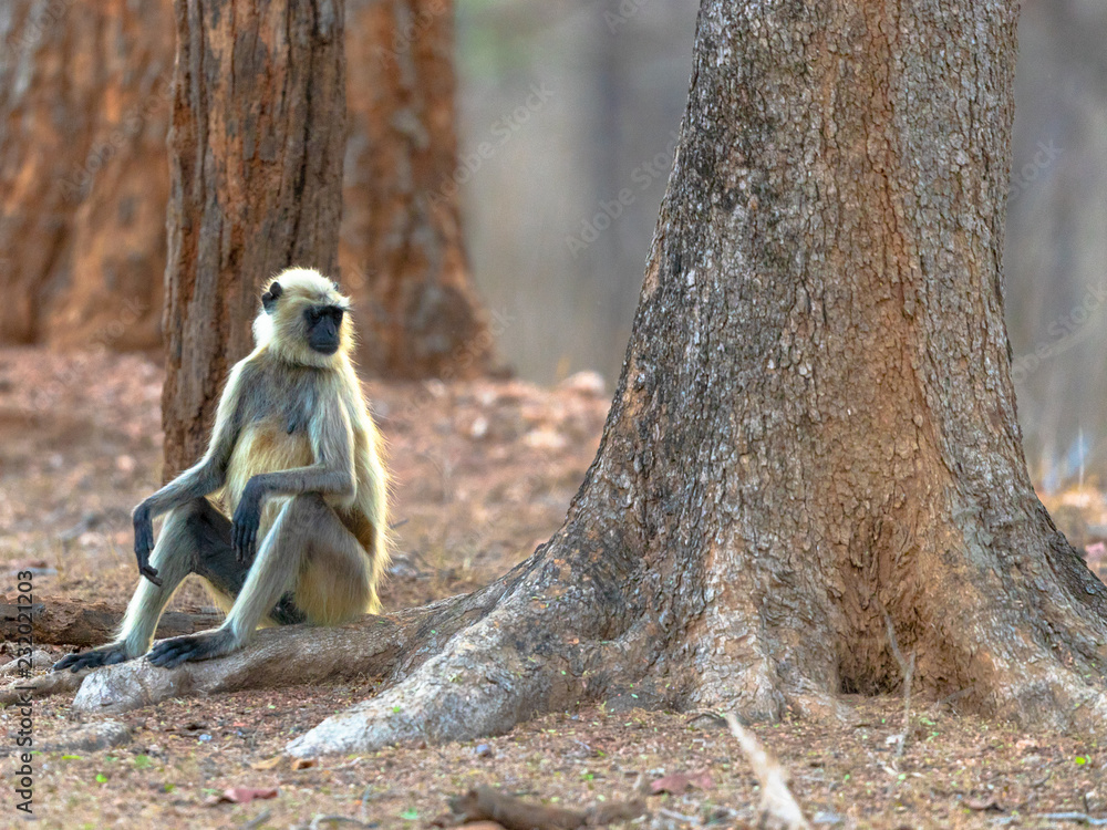 Langoor Stock Photo | Adobe Stock