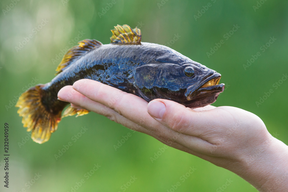 Fish on hand. A fish with a big mouth, big eyes and big fins lies on ...