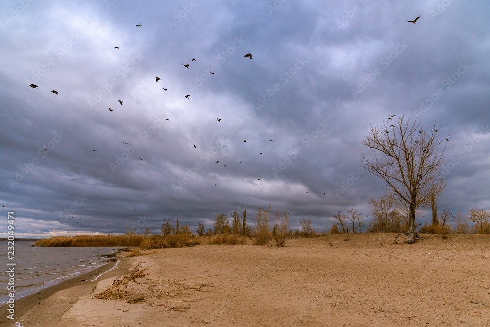 Dramatic landscape - a flock of crows over trees with bare branches ...