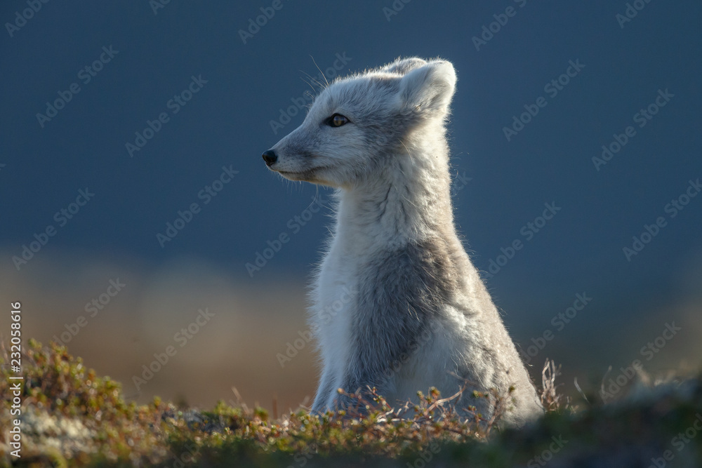 Arctic fox in a autumn setting in the arctic part of Norway Stock Photo ...
