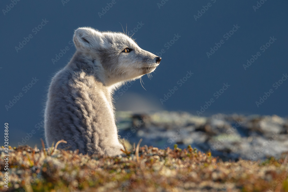 Arctic fox in a autumn setting in the arctic part of Norway Stock Photo ...