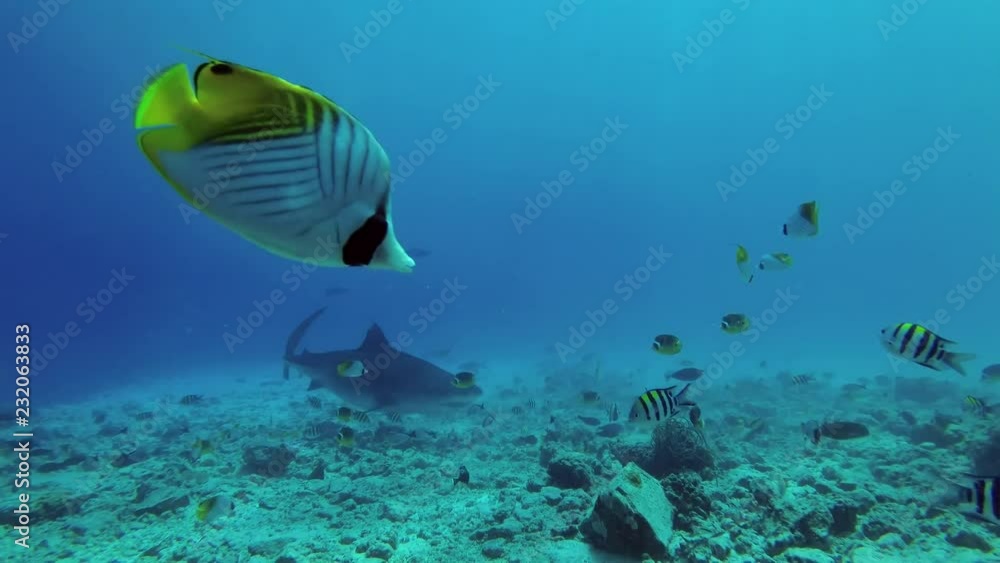 Tiger Shark slowly swim around the rocky seabed in search of food ...