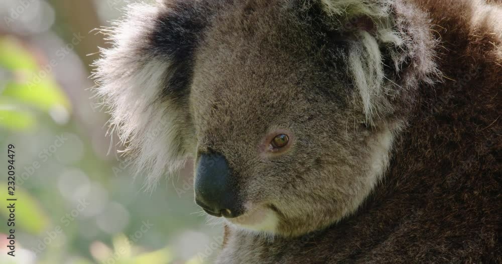 Cloesup profile of cute koala in a Eucalyptus tree. Filmed in the wild ...
