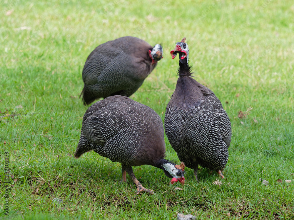 Large Grey Birds