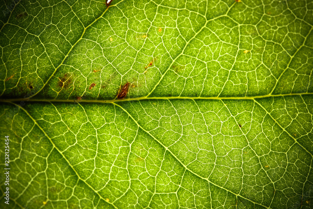 Natural green leaf fresh detailed rugged surface structure extreme ...