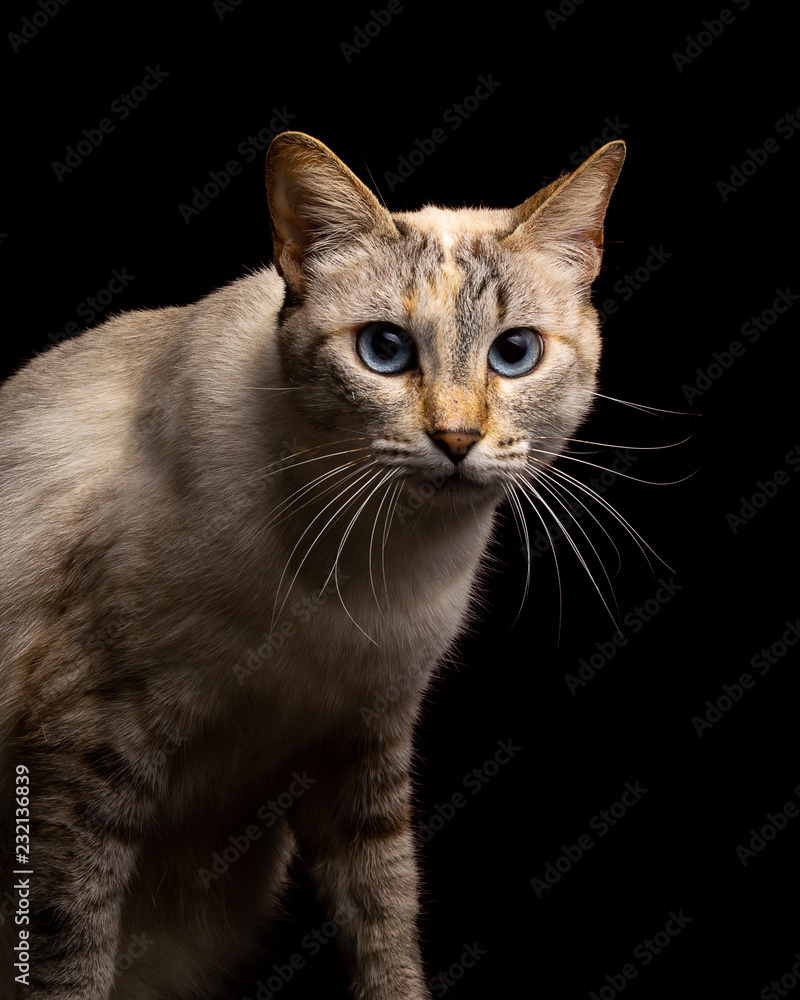 animal,portrait,cute,kitten,feline,fur,mammal,looking,tail,licking ...