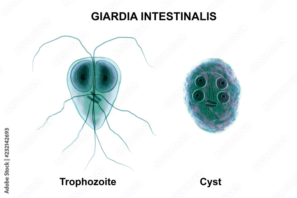 Giardia intestinalis protozoan Stock-Illustration | Adobe Stock