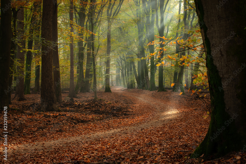 The most beautiful autumn forest in the Netherlands with mystical and ...
