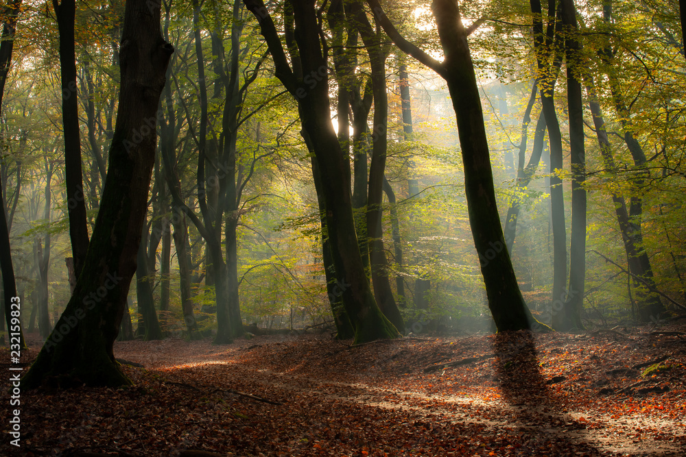 The most beautiful autumn forest in the Netherlands with mystical and ...