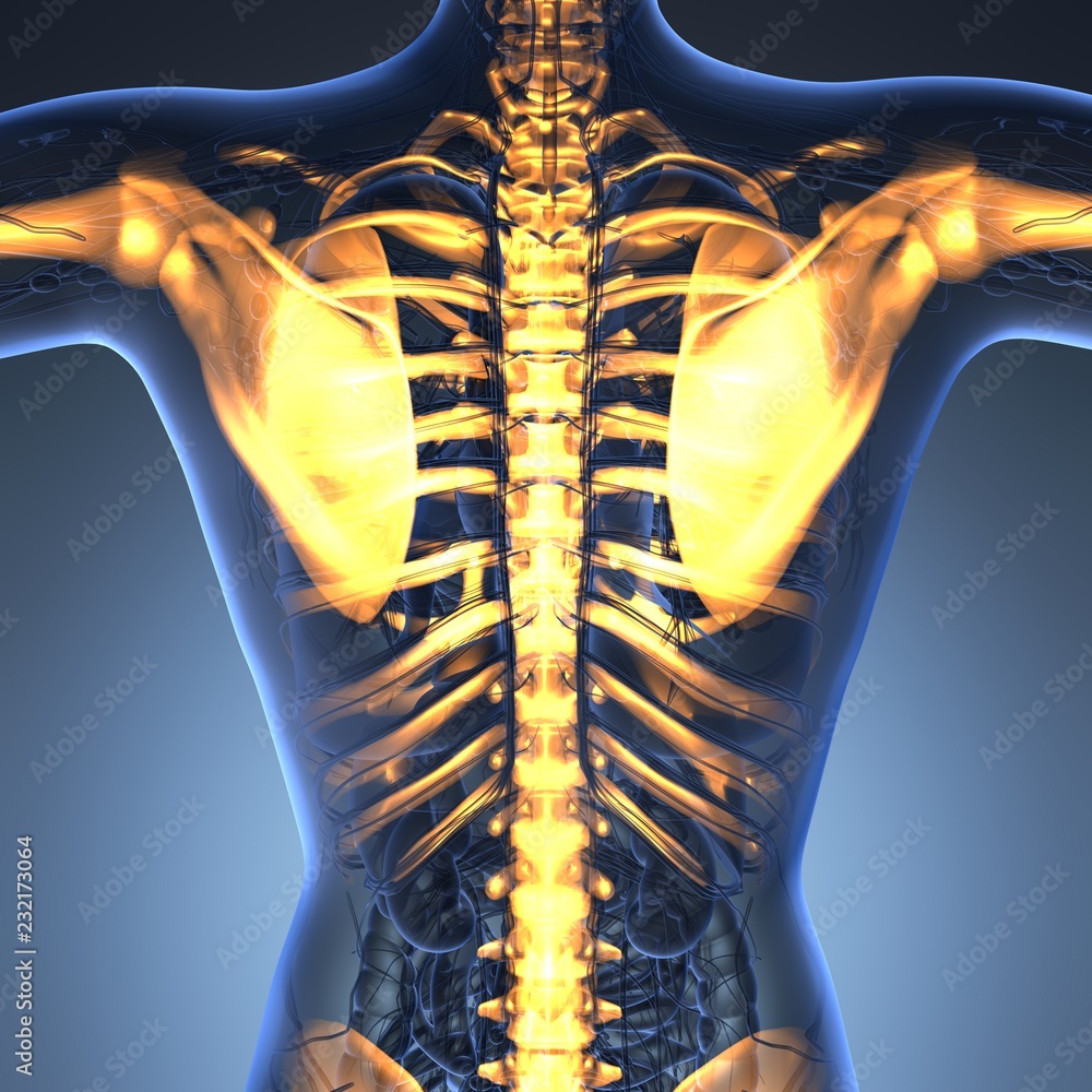 science anatomy of human body in x-ray with glow skeleton bones Stock ...