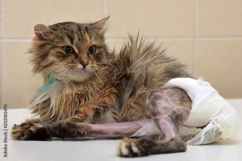 Sick cat who suffered an injury of the spine, causing his paralysis of ...