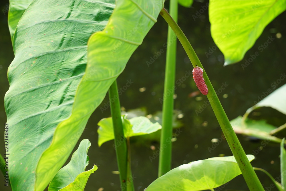 Eggs pink color of Golden Apple Snail or Channeled Apple Snail or ...