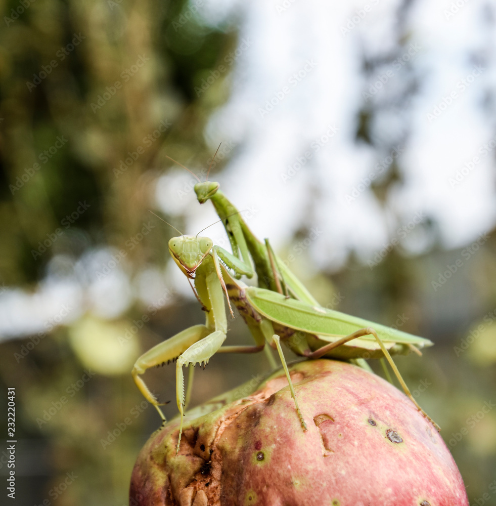 Mantis on a red background. Mating mantises. Mantis insect predator ...