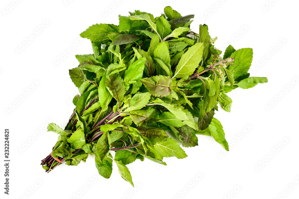 Holy Basil , Ocimum sanctum, Ocimum tenuiflorum ,or tulsi leaves ...
