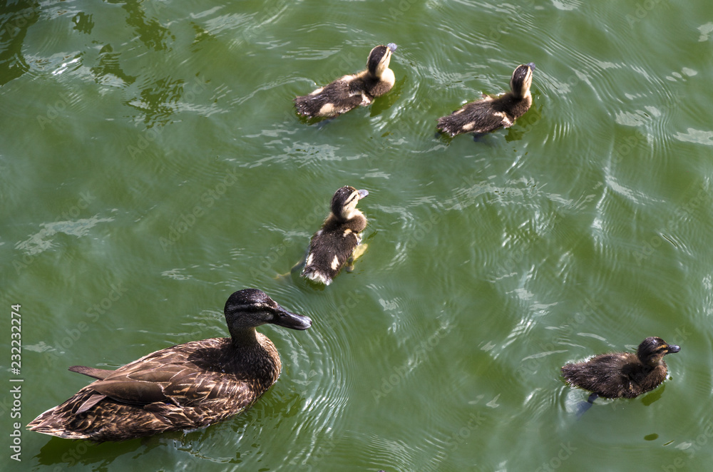 Ducks follow me, cute ducklings following mother, lake, symbolic ...