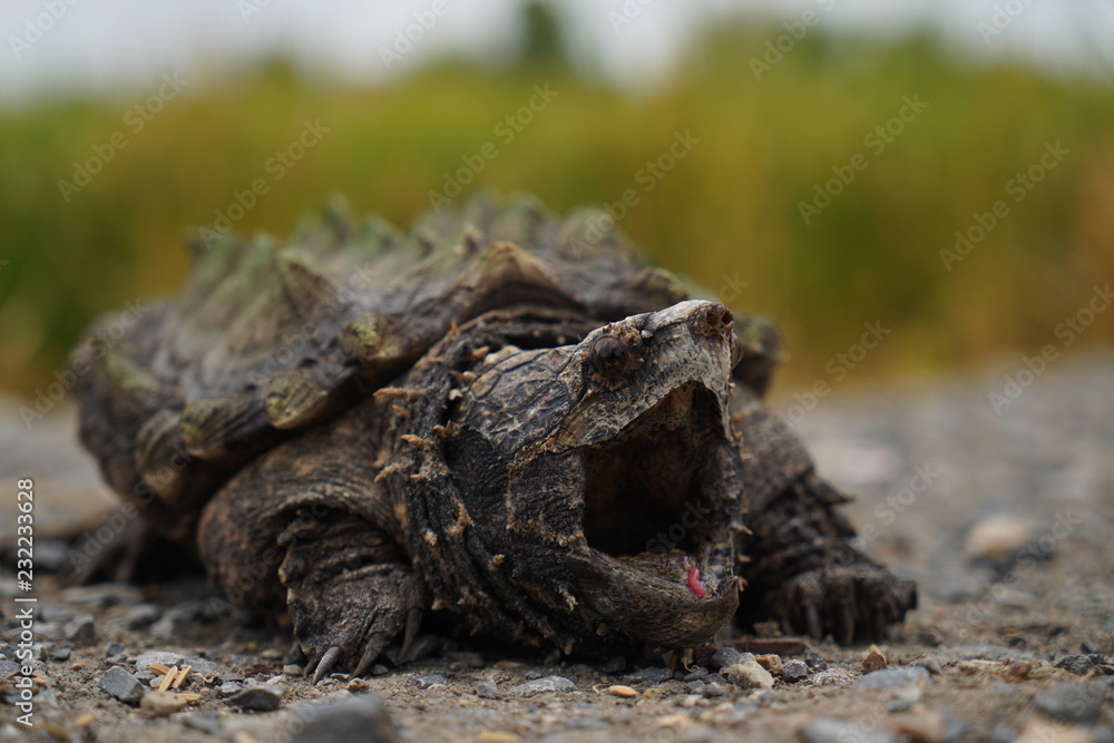 Alligator Snapping Turtle Stock Photo | Adobe Stock